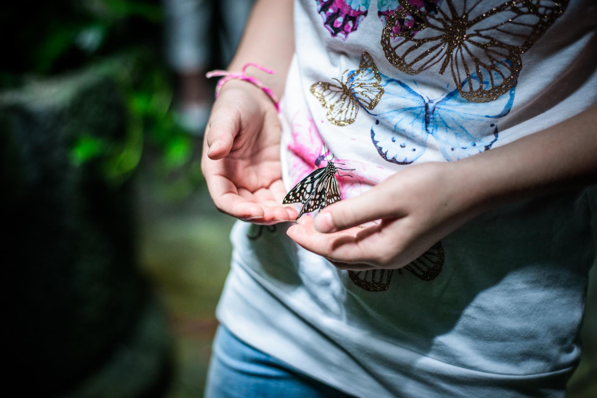 Fun in Prague. Papilonia butterfly house in Prague
