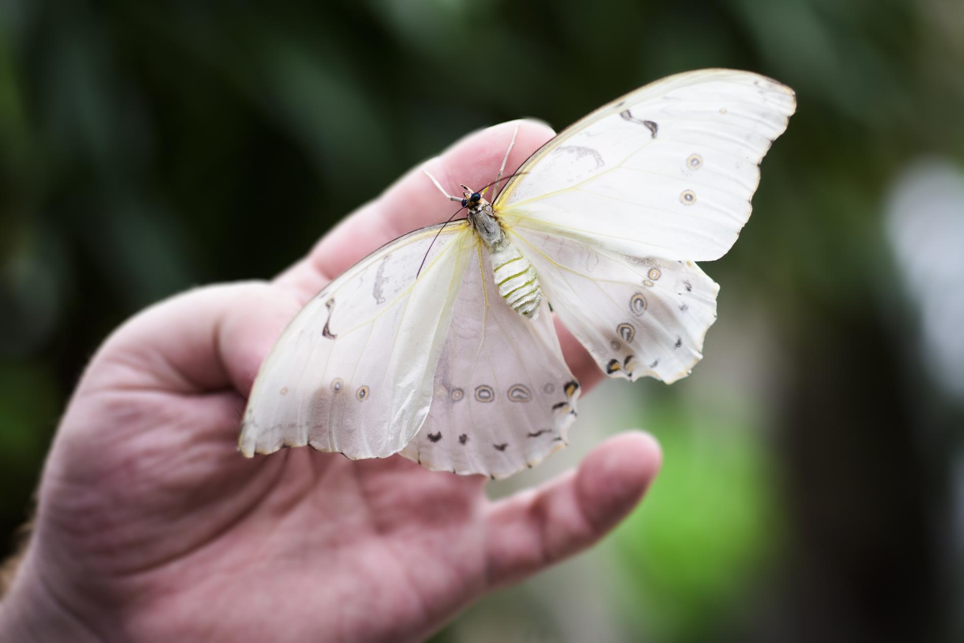Fun in Prague. Papilonia butterfly house in Prague